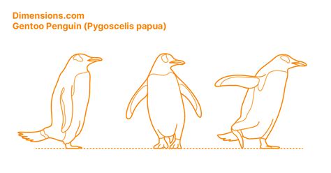 Gentoo Penguin Evolution