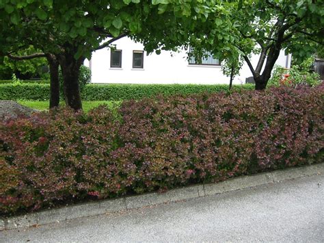 Hedging Plants Buckingham Nurseries Ltd