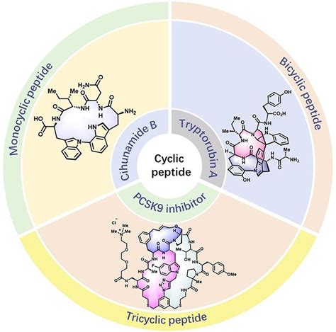 Cyclic Peptide Synthesis Service MtoZ Biolabs