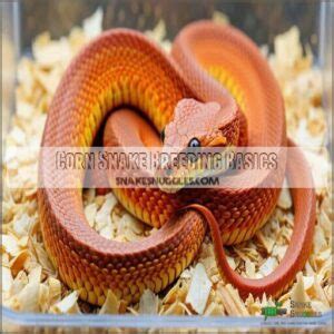 Breeding Corn Snakes Secrets Pro Breeders Use To Make Babies