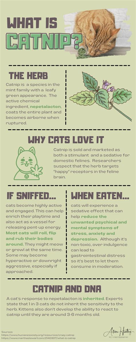 What Is Catnip — Alison Huntley Pet Photography