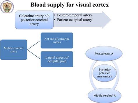 Anatomy Of Lateral Geniculate Body And Visual Cortex Pptx Brain And Nervous System Disorders