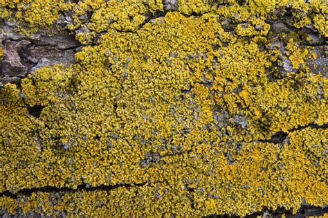 Texture With Detailed Yellow Moss On Tree Stock Image Image Of