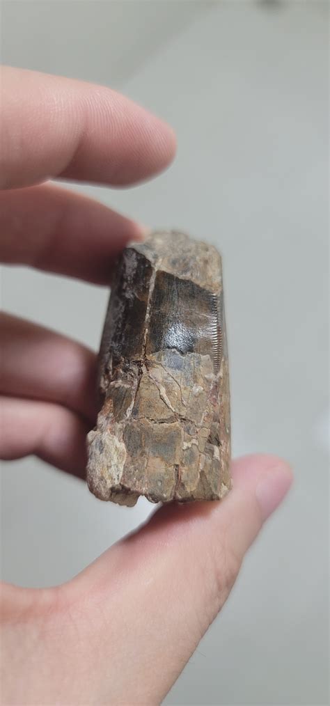 Zhuchengtyrannus？ Fossil Id The Fossil Forum