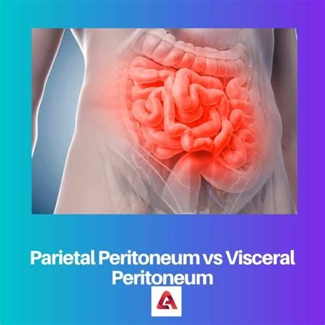 Parietal Peritoneum Vs Visceral Peritoneum Difference And Comparison