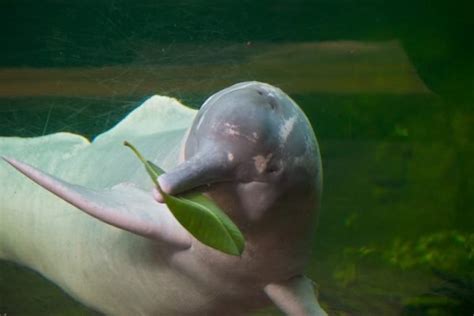 Pink River Dolphin Facts Amazon River Dolphin Facts