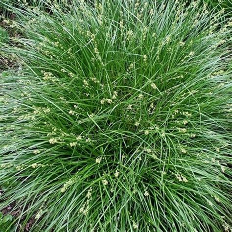 Grasses