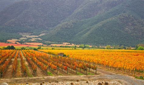 A Guide To Chilean Red Wine The Best Wines Of Chile Vintage Roots Ltd