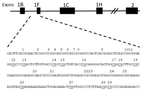 Cells Special Issue Sex Differences In Signaling Pathways