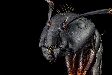 Ant Under Microscope