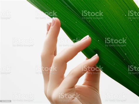 뷰티 케어입니다 매니큐어는 잎을 들고와 섬세 한 손을 흰색 배경에 고립 닫습니다 아름 다운 손톱 화장품의 광고에 대 한 근접 좋은 아이디어 건강한 생활방식에 대한 스톡 사진