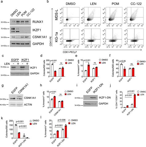 Ikzf1 Inhibition Drives Len Induced Megakaryocytic Differentiation In Download Scientific