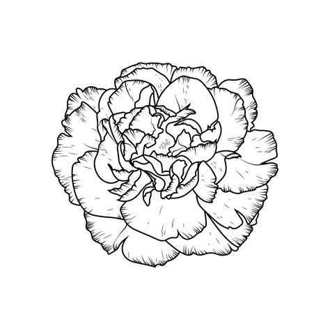 어린이를 위한 카네이션 꽃 색칠하기 책 손으로 그린 식물 꽃 자연 잉크 조각 프리미엄 벡터