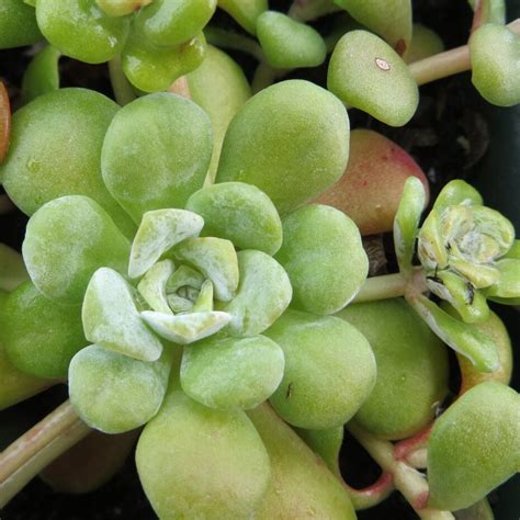 Sedum Spathulifolium The Watershed Nursery Cooperative