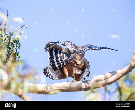 Red Shouldered Hawks Mating Hi Res Stock Photography And Images Alamy