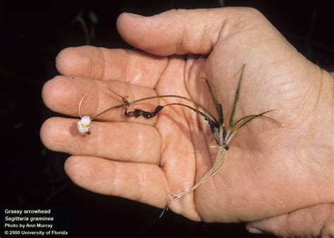 Grassy Arrowhead Aquaplant Management Of Pond Plants And Algae