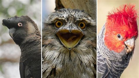 Tawny Frogmouth Crowned Australias 2025 Bird Of The Year Winner By