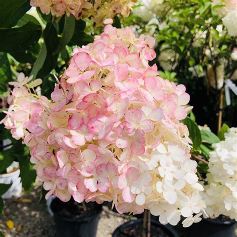 Standard Hydrangea Vanilla Strawberry 31