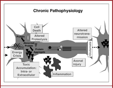 Pdf The New Neurometabolic Cascade Of Concussion Semantic Scholar Pdf The New Neurometabolic Cascade Of Concussion Semantic Scholar