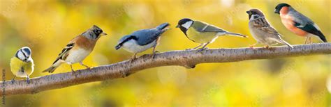 Group Of Various Little Birds Sitting On Branch Of Tree On Autumn
