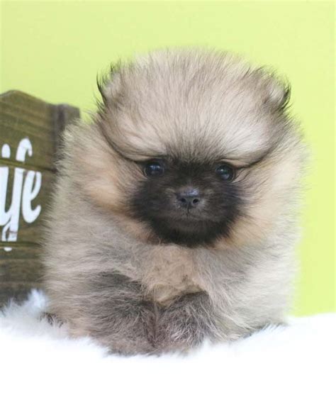 아담스펫 · 24시 강아지분양🐶 고양이분양🐱 · 자체출산분양 · 전지역 무료배송 서비스