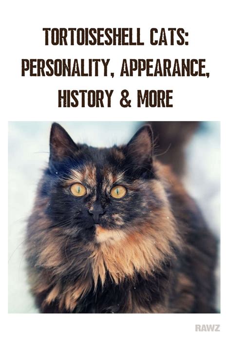 Tortoiseshell Cats Personality History And More Tortoiseshell Cat