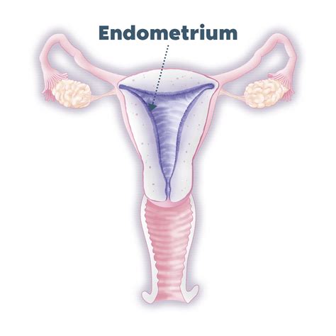 Why Is My Endometrium Important What More Do I Need To Know India