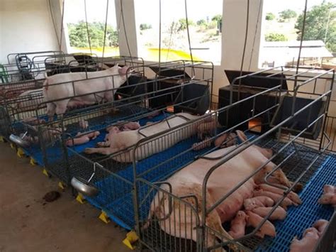 Raças E Tipos De Porcos Conheça Detalhes Da Suínocultura