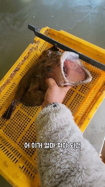 아귀도 비싸진 요즘한손으로 아귀잡기 남해 바다 제철생선 아귀 라이브 한손 Youtube