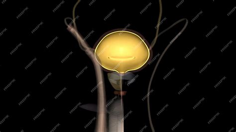 Premium Photo The Inner Lining Of The Urinary Bladder Is A Mucous Membrane Of Transitional