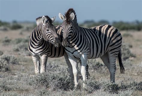 Zebras Foto And Bild Africa Southern Africa Namibia Bilder Auf