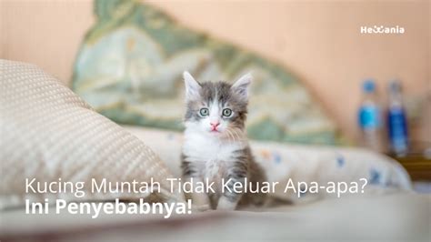 Penyebab Kucing Muntah Tidak Keluar Yuk Simak Hewania