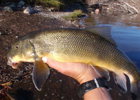Montana Native Fish Whos A Sucker Brook Trout Trout Unlimited