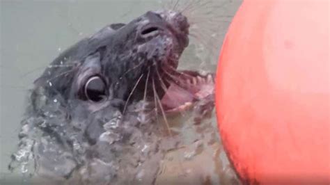 Robbe Spielt Das Wird Ihr Fast Zum Verhängnis Videos From The