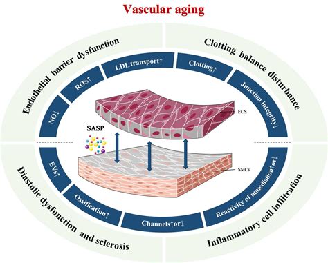 Elevated Vascular Vesicle