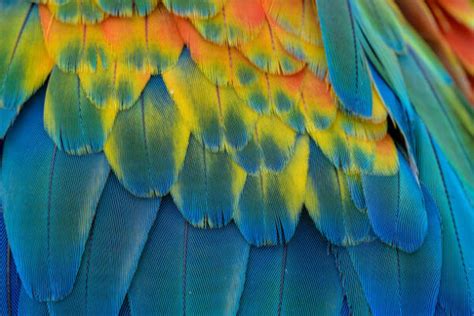 Папагал Ара Папагалски Рай