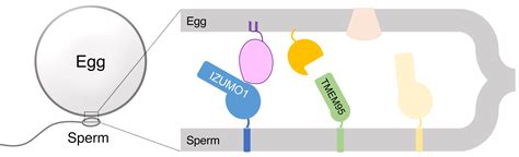 Research — The Steven Tang Lab Yale University
