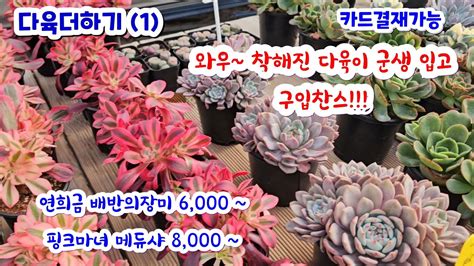 다육더하기 원 요즘 작은 군생 에오니옴 대세 예쁜 수형 군생 다육이 이 가격이라면 구입찬스 로사로아 연희금 배반의장미 코사지 YouTube