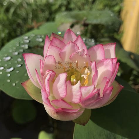 Mua Củ Sen Mini Nhật Rung Động Củ Sen Giống Củ Sen Mini Ra Hoa Sau