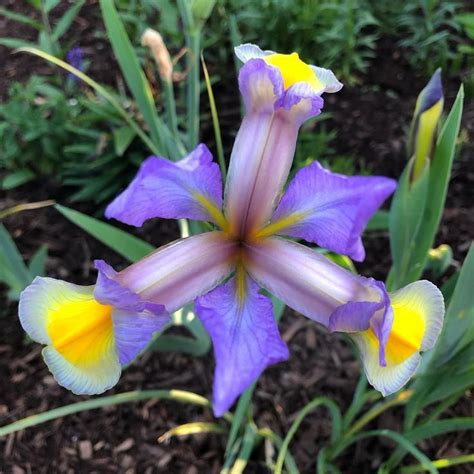 Beautiful Blooming Irises In Full Sun Garden