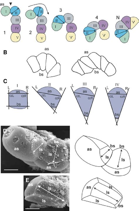 Morphogenesis Of Local Epithelial Sheet Fragments Esfs A Schematic