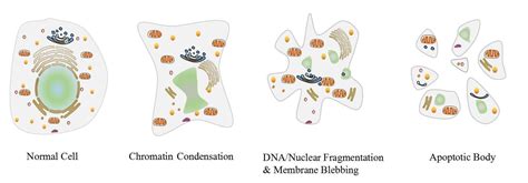 Cell Fragmentation