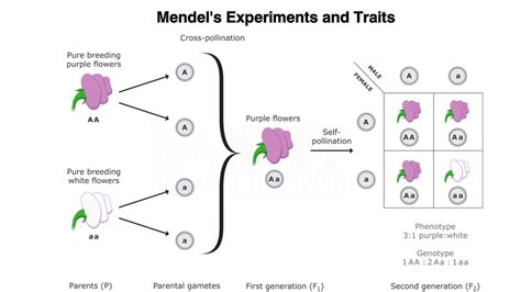Mendels Experiments And Traits Neet Biology Neet Chennai