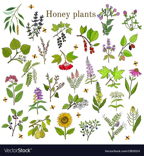 Plants Nectar Sources For Honey Bees Royalty Free Vector