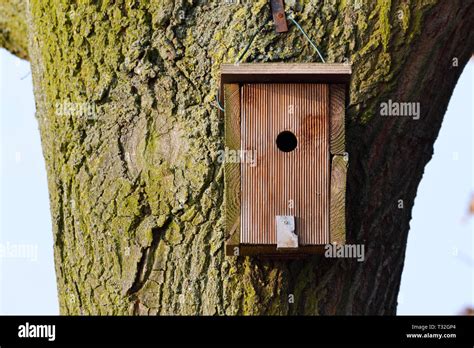 Nesting Box In A Tree Nistkasten An Einem Baum Stock Photo Alamy