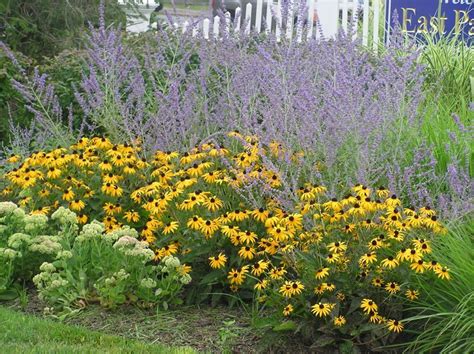 Russian Sage And Black Eyed Susan Dream Garden Garden Landscaping