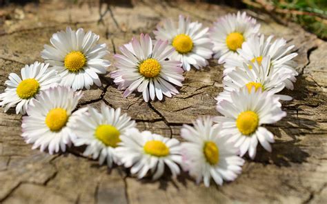[100 ] Daisy Aesthetic Wallpapers