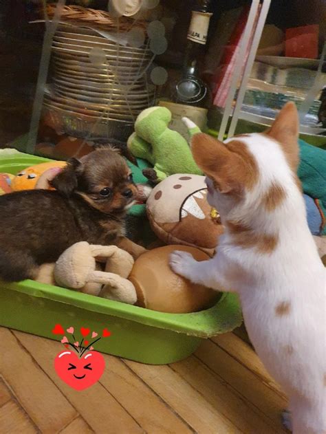 Супер мини и мелкий стандарт Мальчики и девочки д ш и г ш Все вопросы по телефону Цены на