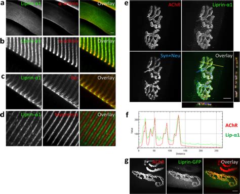 Liprin α 1 Is A Novel Component Of The Murine Neuromuscular Junction And Is Involved In The