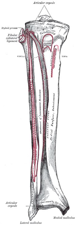Medial Tibial Condyle